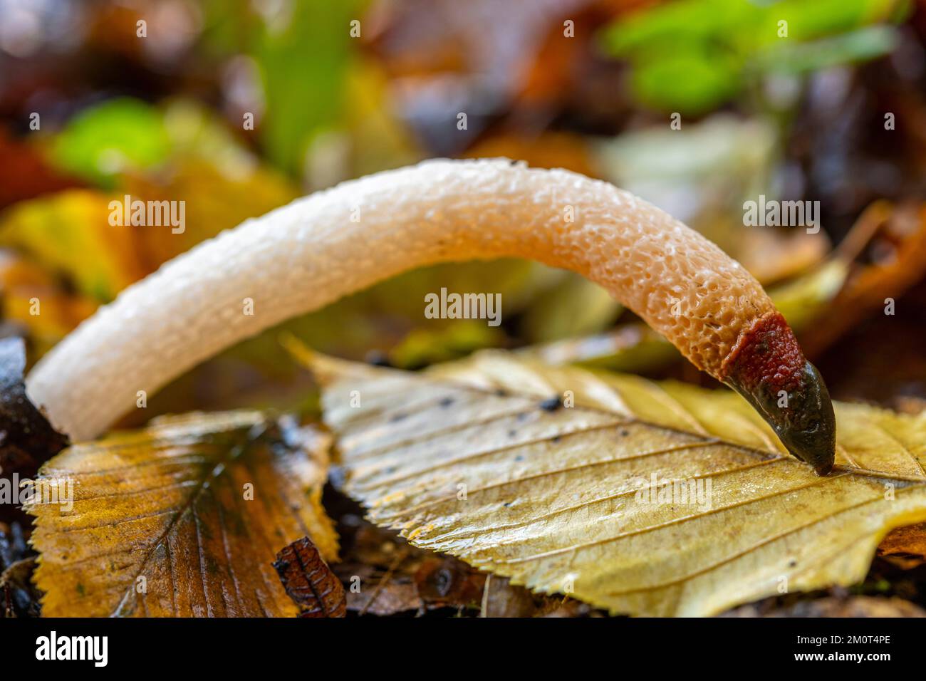 Mutinus caninus hi-res stock photography and images - Alamy