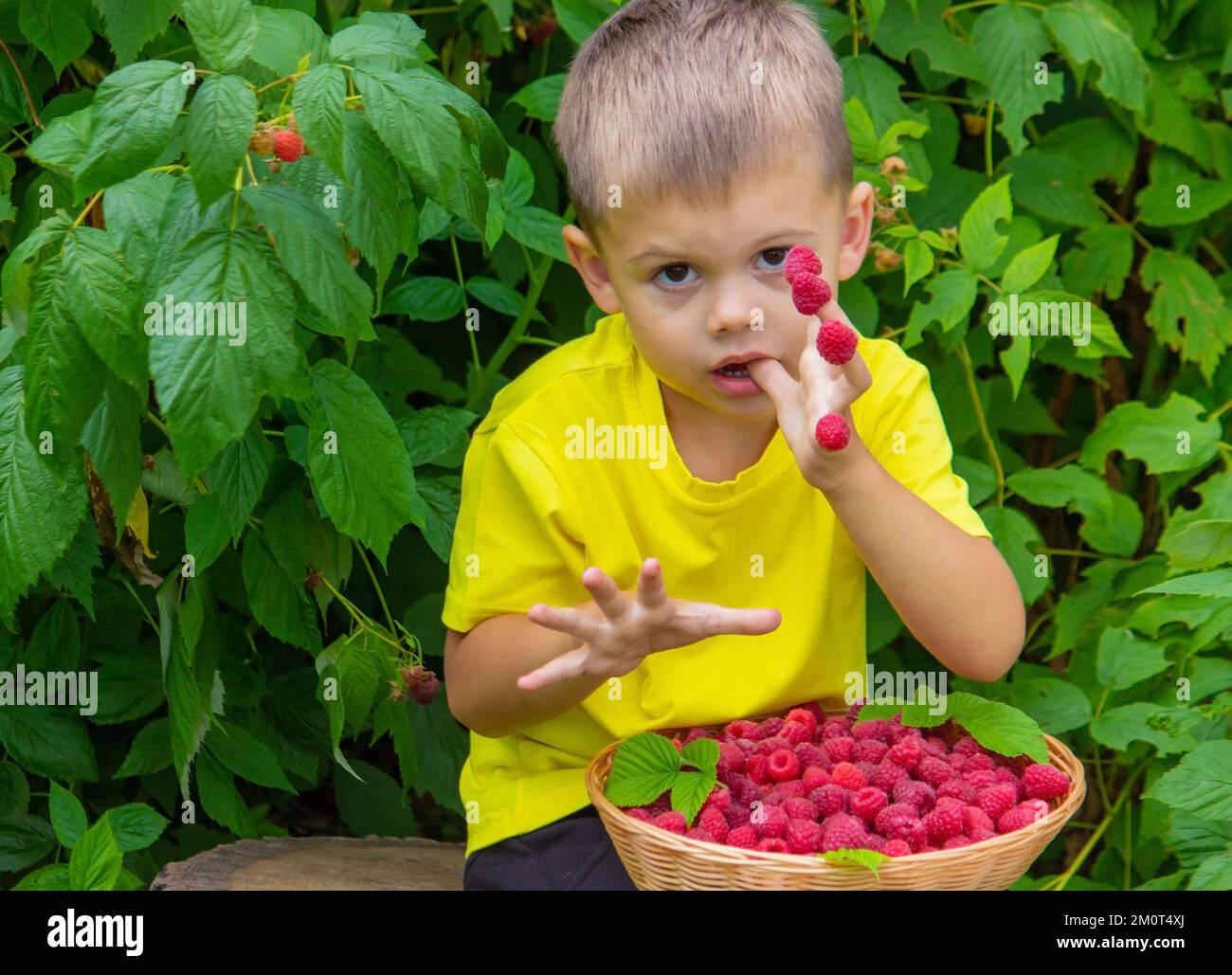 A happy little child is eating a raspberry and holding a basket with a ...