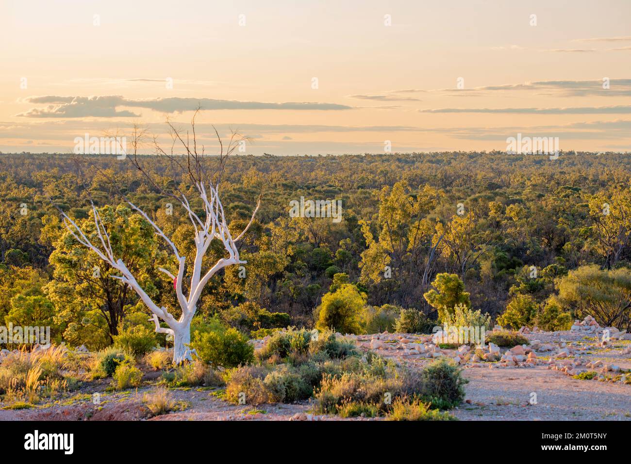 White painted tree lightning ridge hi-res stock photography and images ...