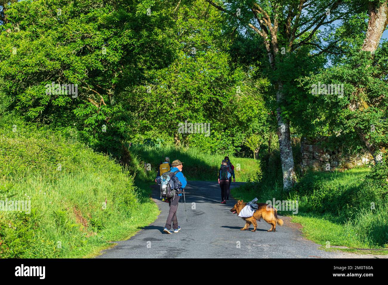 Spain, Galicia, municipality of Palas de Rei, hike on the Camino ...