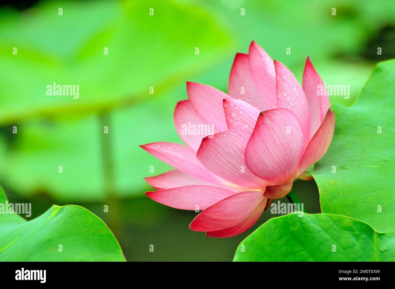 Blossoming lotus flower Stock Photo - Alamy