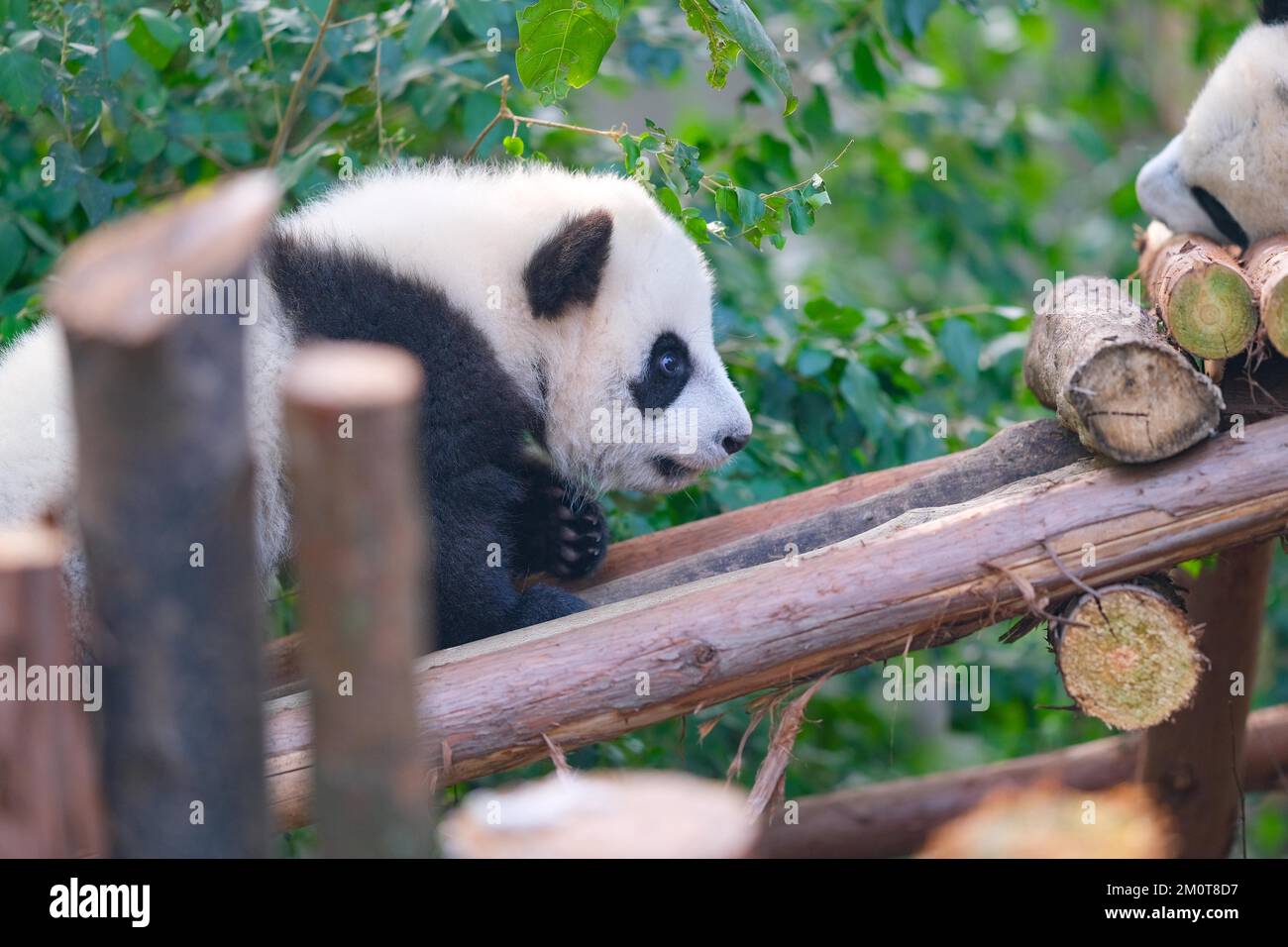 The cute panda cubs are busking in the sun in Chengdu City, southwest ...