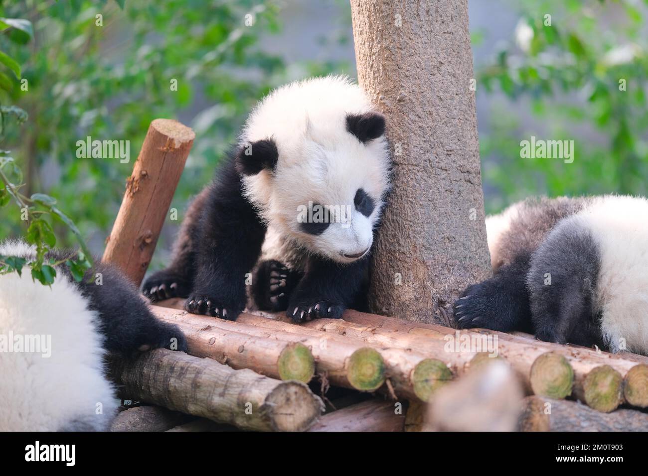 The cute panda cubs are busking in the sun in Chengdu City, southwest ...