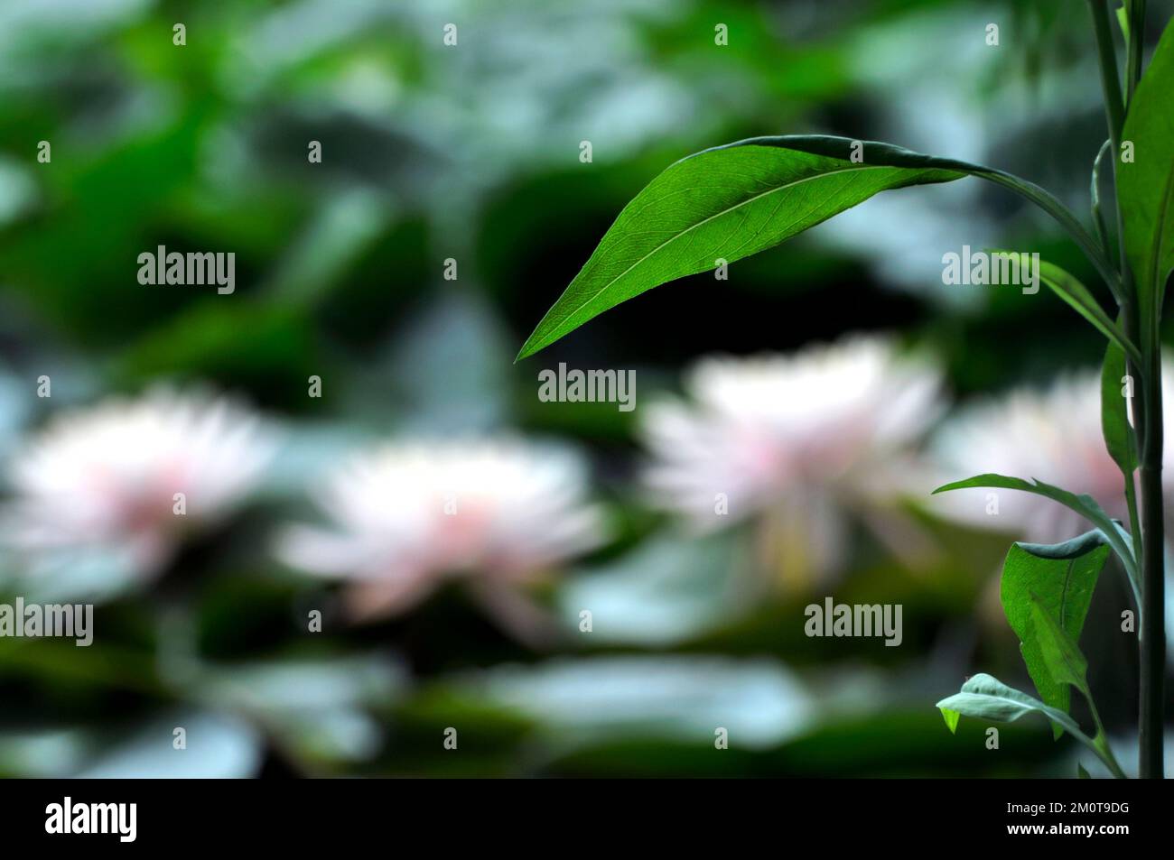 Blossoming lotus flower Stock Photo - Alamy