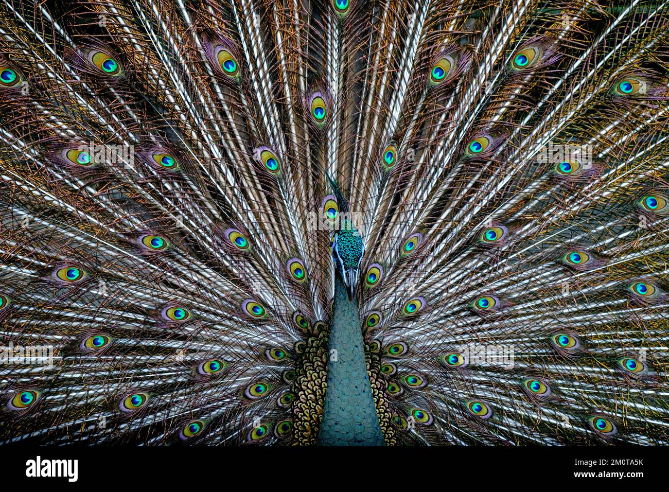 Peafowl of myanmar hi-res stock photography and images - Alamy