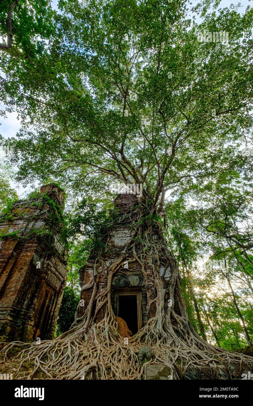 Cambodia, Koh Ker, former Khmer capital in X century under Jayavarman ...