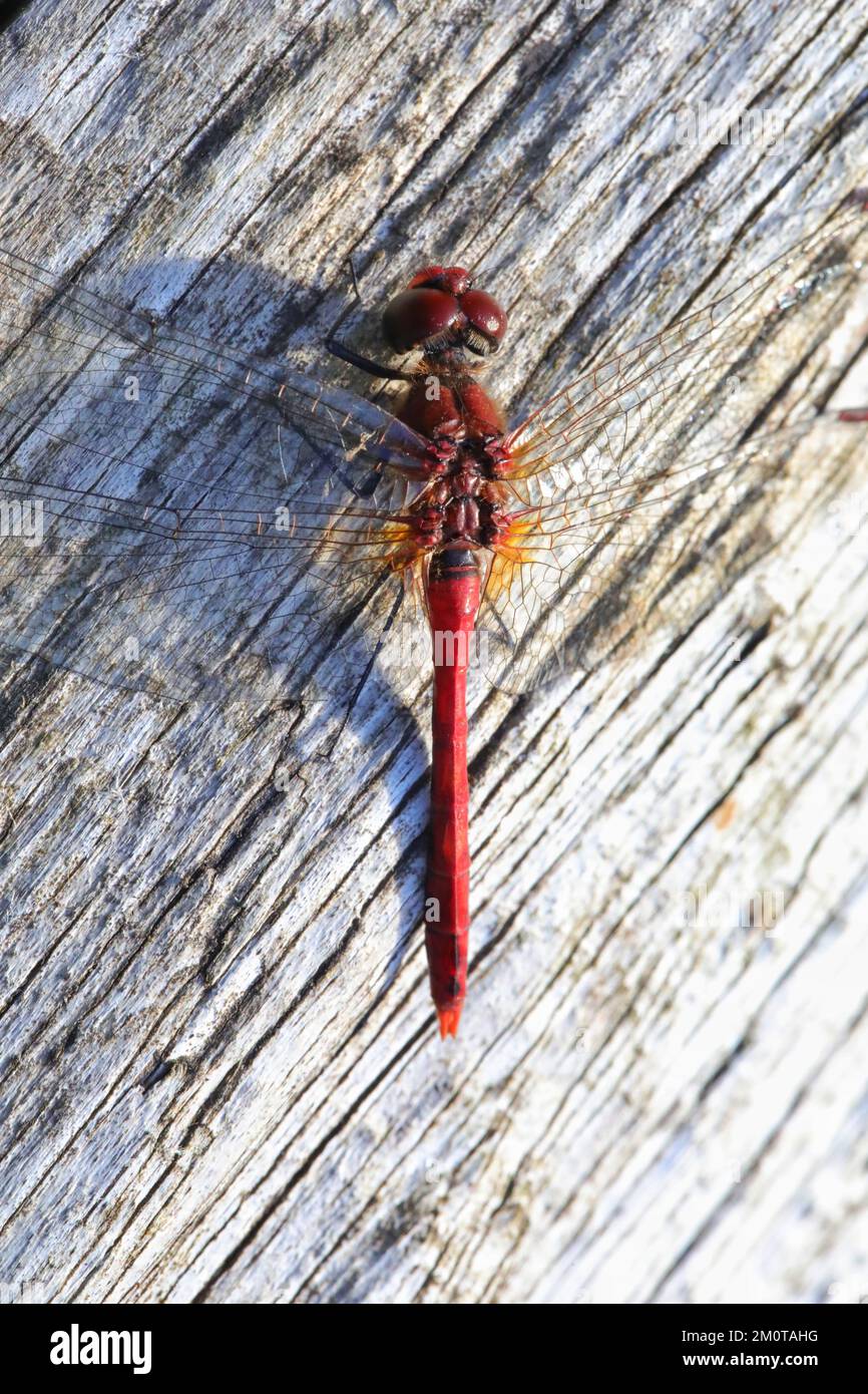 A vertical closeup of a dragonfly perched on a wooden surface Stock ...