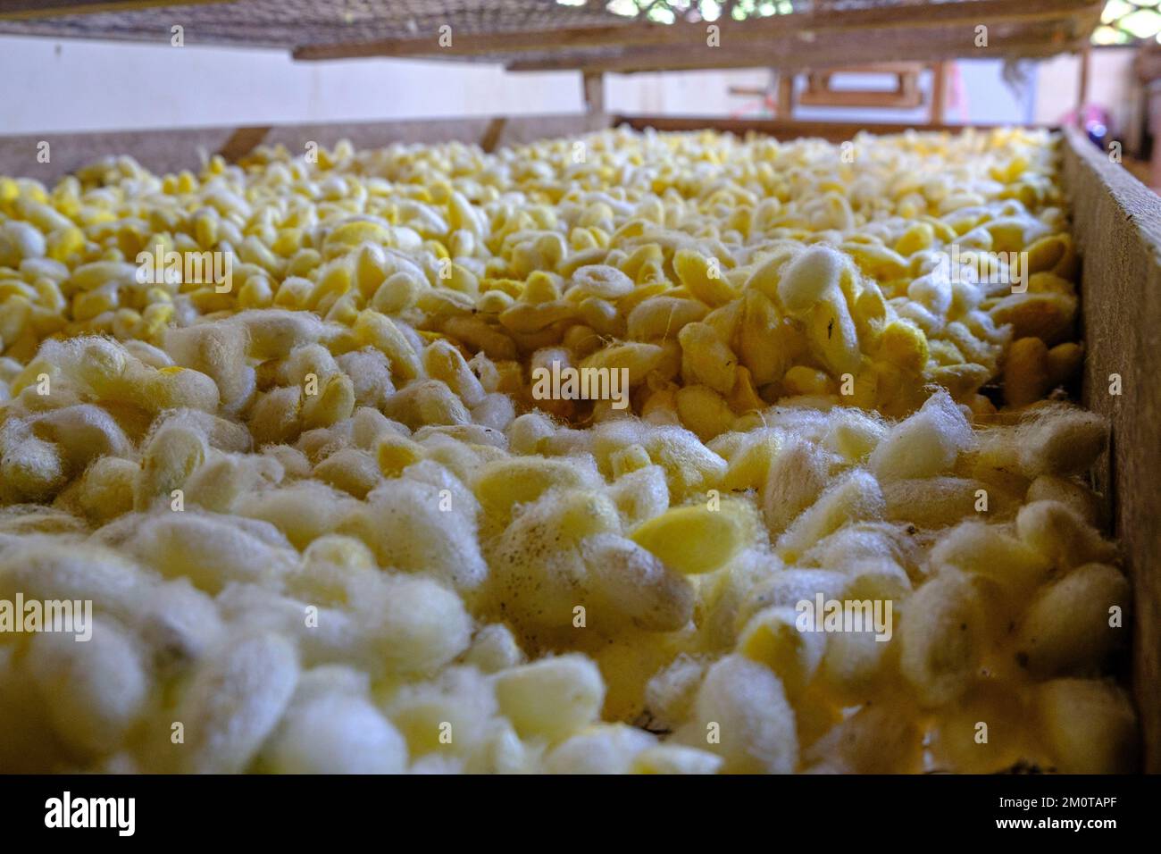 Cambodia, handicraft, Silk farm, cocoons Stock Photo - Alamy