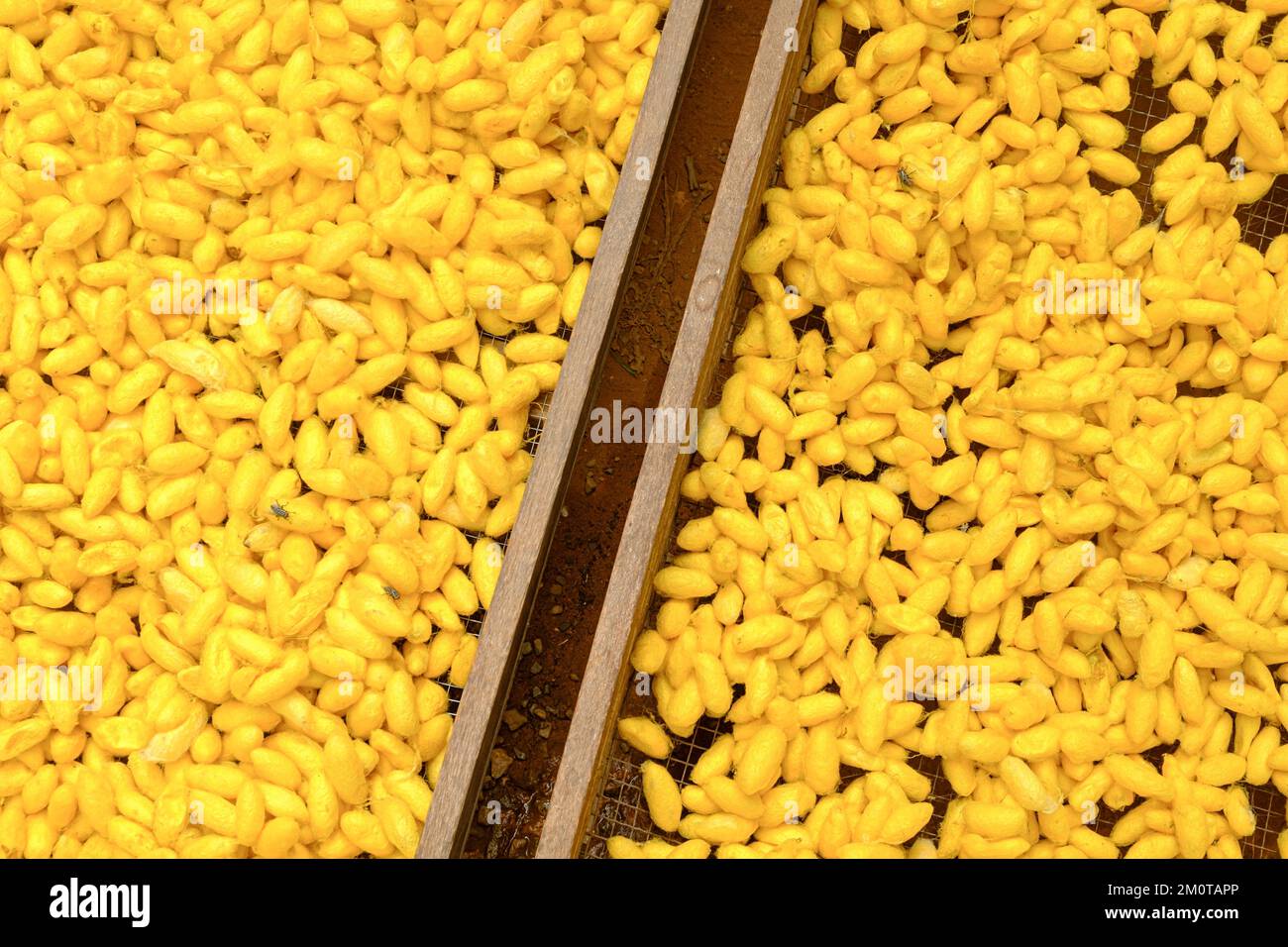 Cambodia, handicraft, Silk farm, cocoons Stock Photo - Alamy