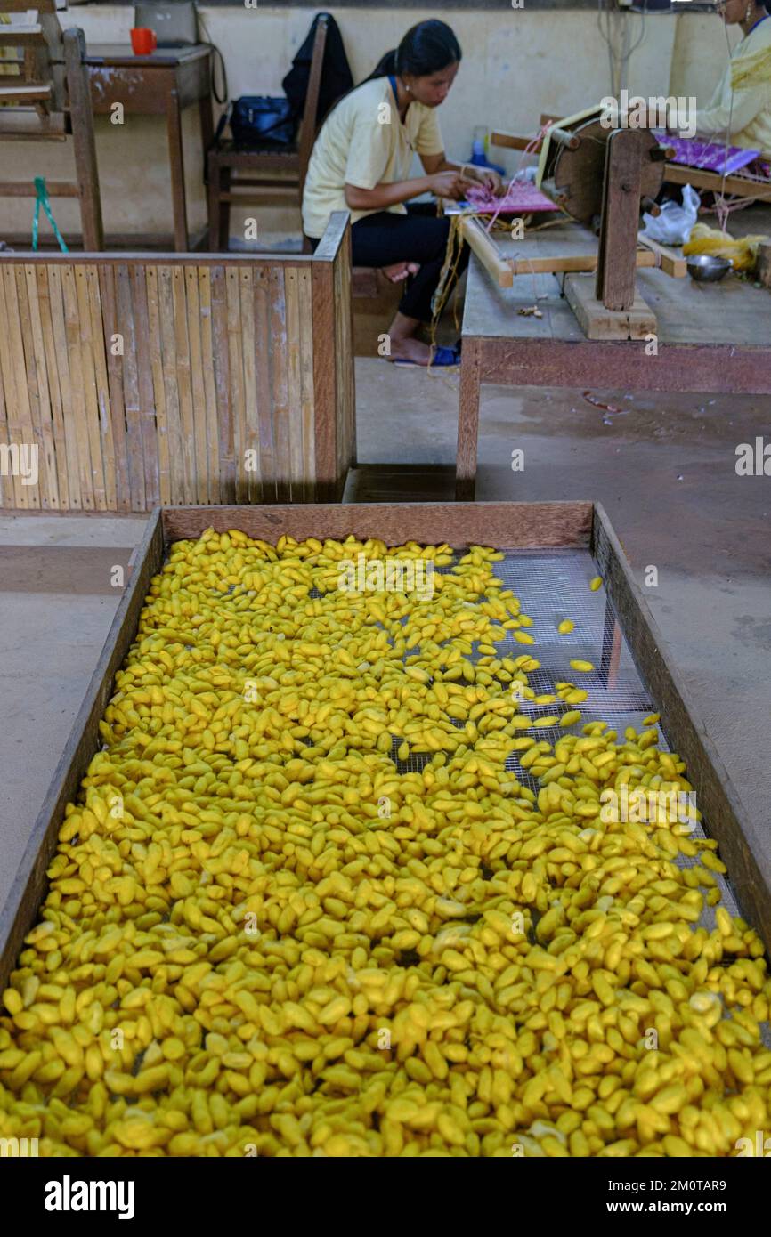 Cambodia, handicraft, Silk farm, cocoons Stock Photo - Alamy