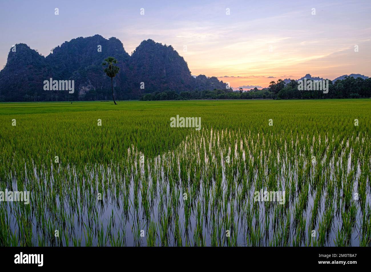 Myanmar, Burma, Karen or Kayin state, Hpa An, rice fields Stock Photo ...