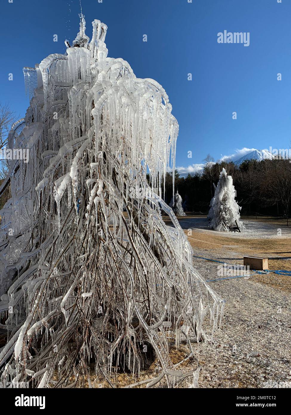 Ice covered tree with Mount Fuji in the background Stock Photo - Alamy