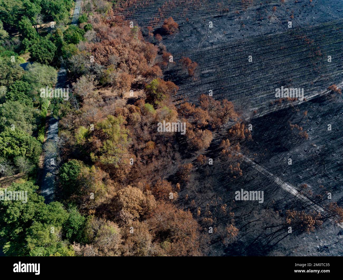France, Gironde, Landes de Gascogne Park, Hostens, forest affected by ...