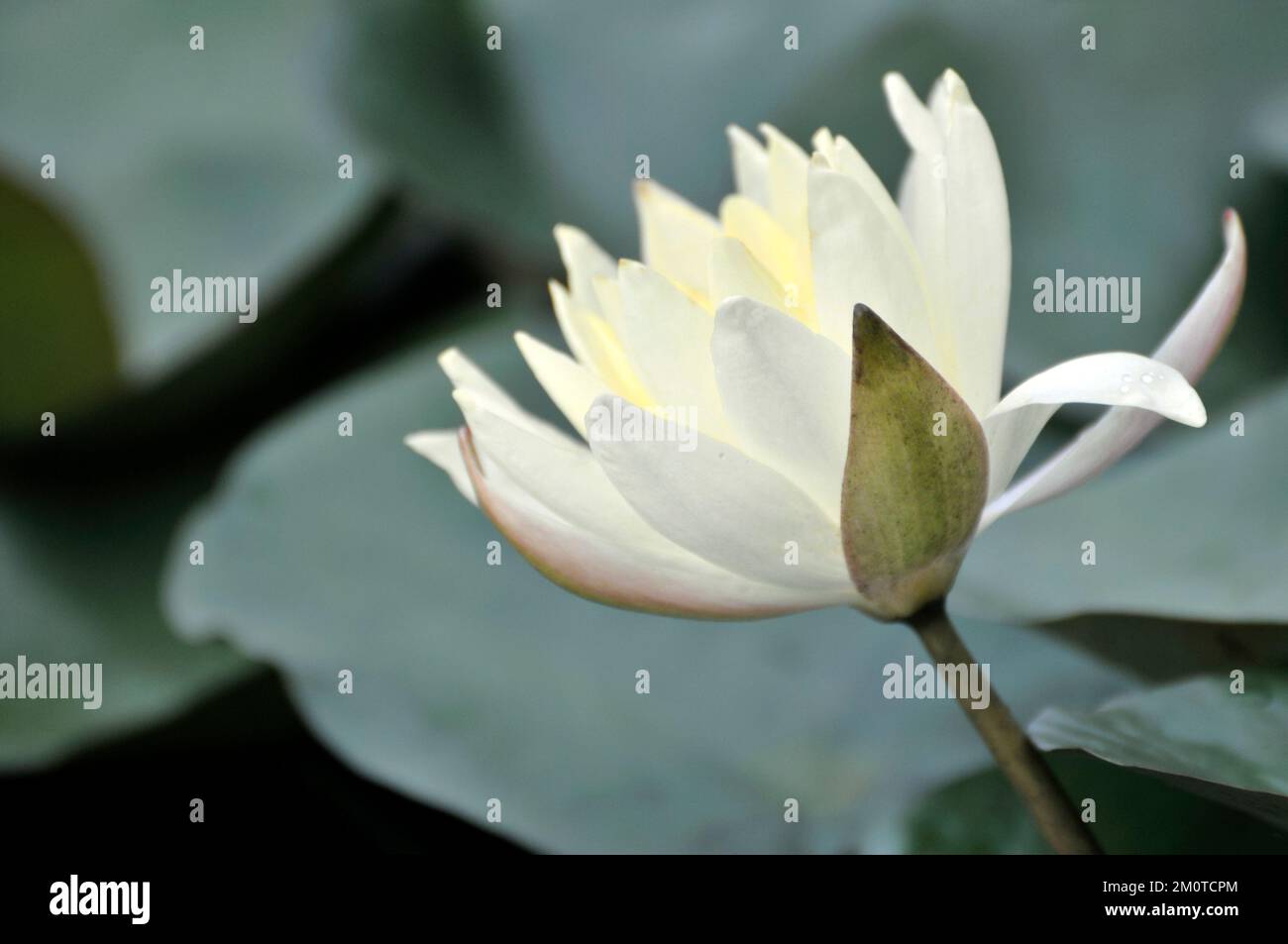 Blossoming lotus flower Stock Photo - Alamy