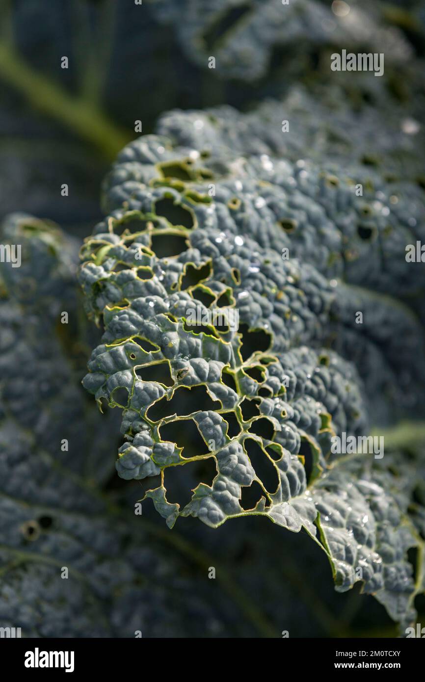 France, Indre et Loire, Ch?digny, village labeled remarkable garden ...