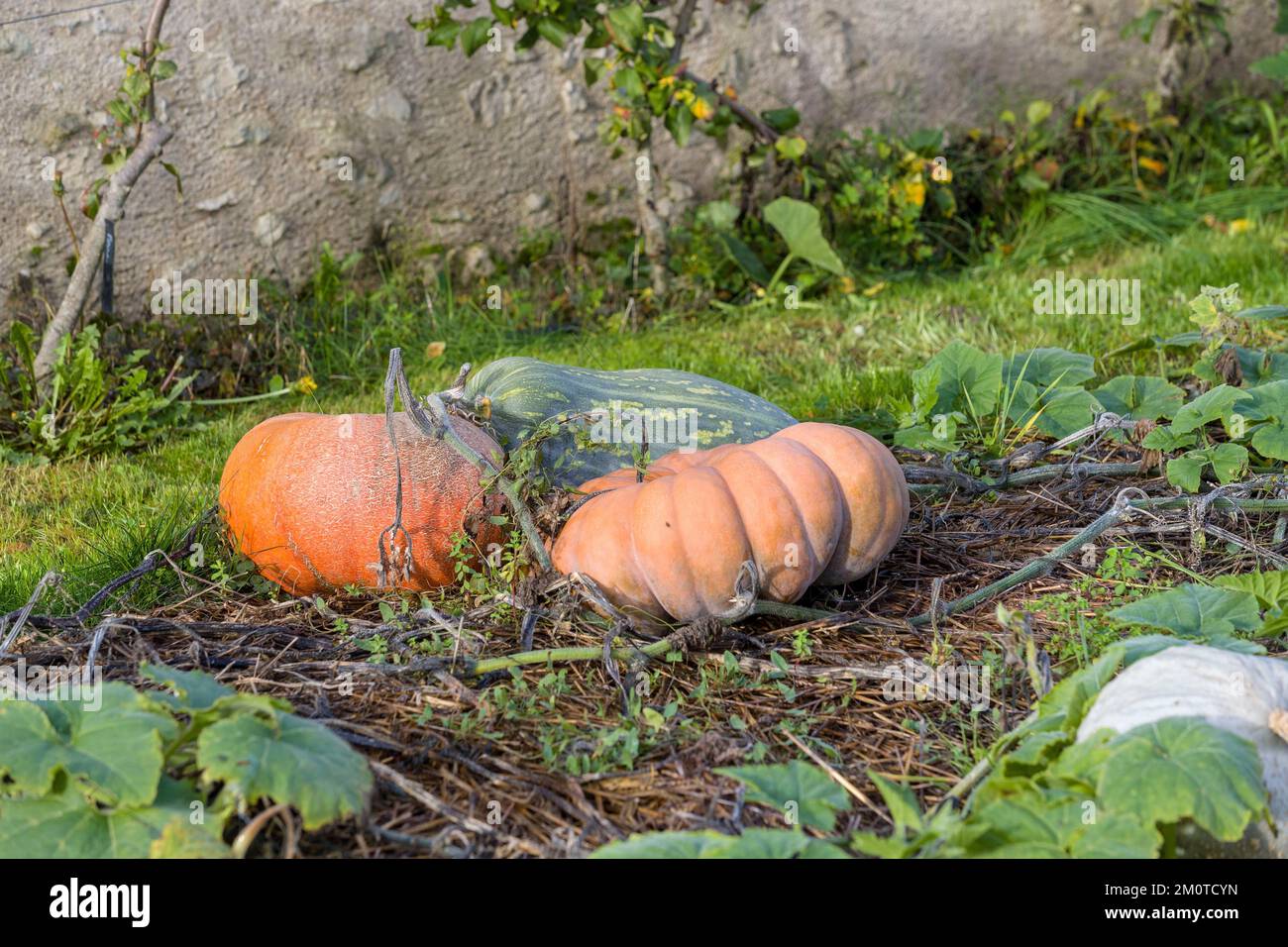 France, Indre et Loire, Ch?digny, village labeled remarkable garden ...