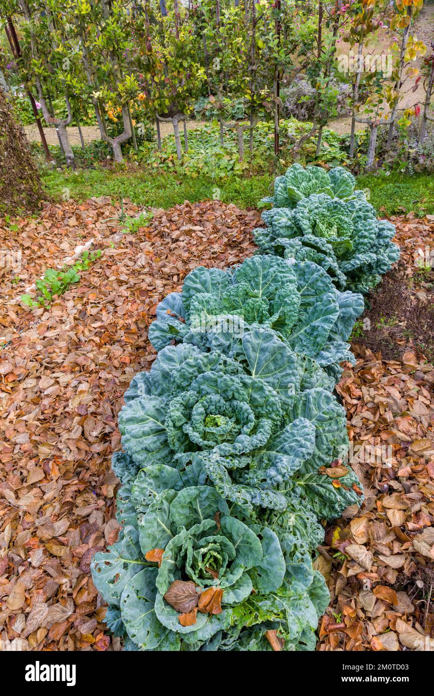 France, Indre et Loire, Ch?digny, village labeled remarkable garden, priest's garden, the ...