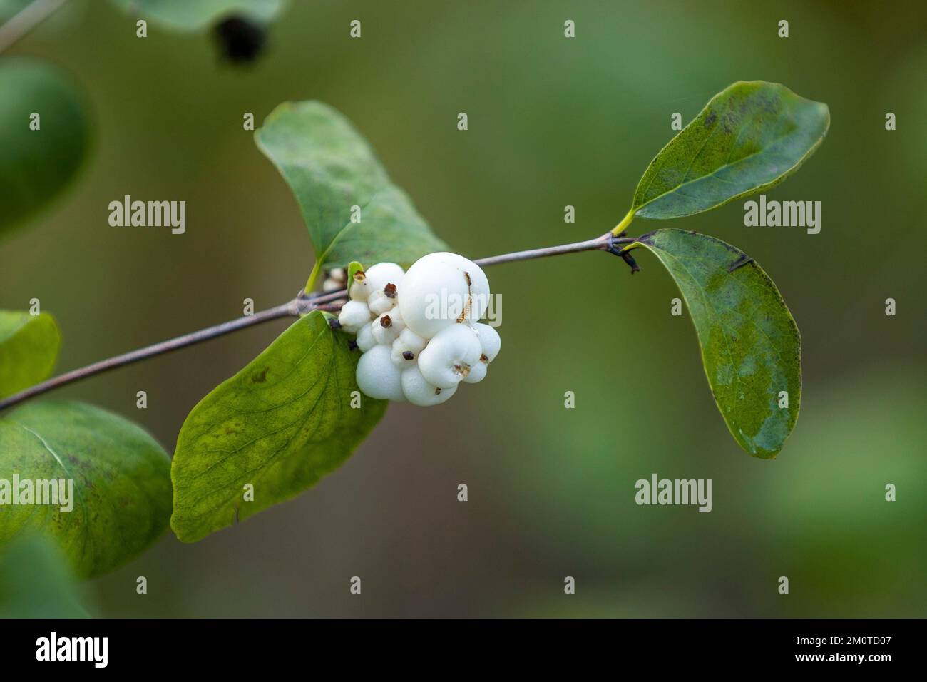 France, Indre et Loire, Ch?digny, village labeled remarkable garden ...