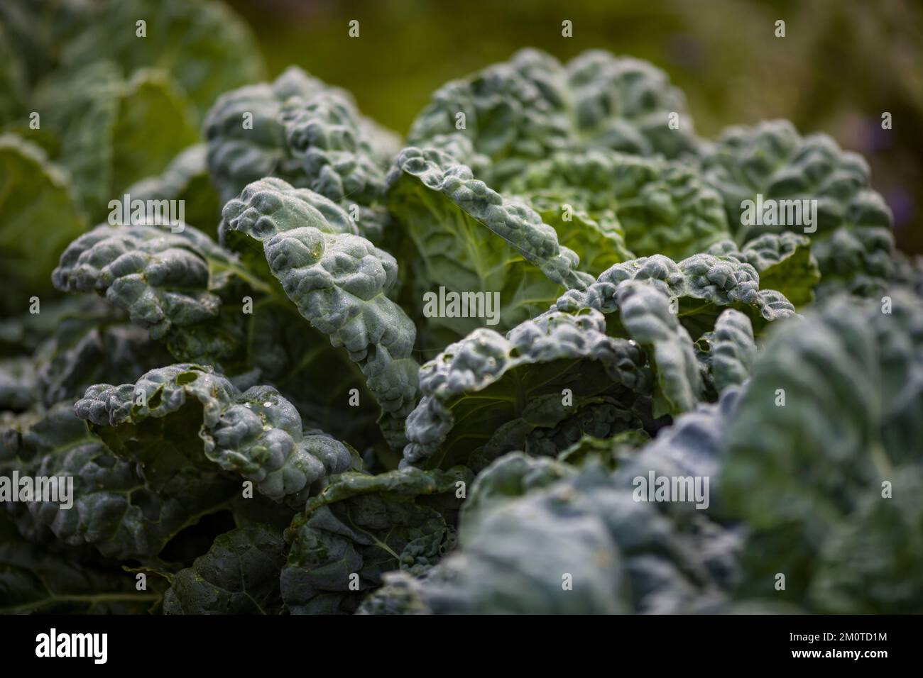 France, Indre et Loire, Ch?digny, village labeled remarkable garden ...