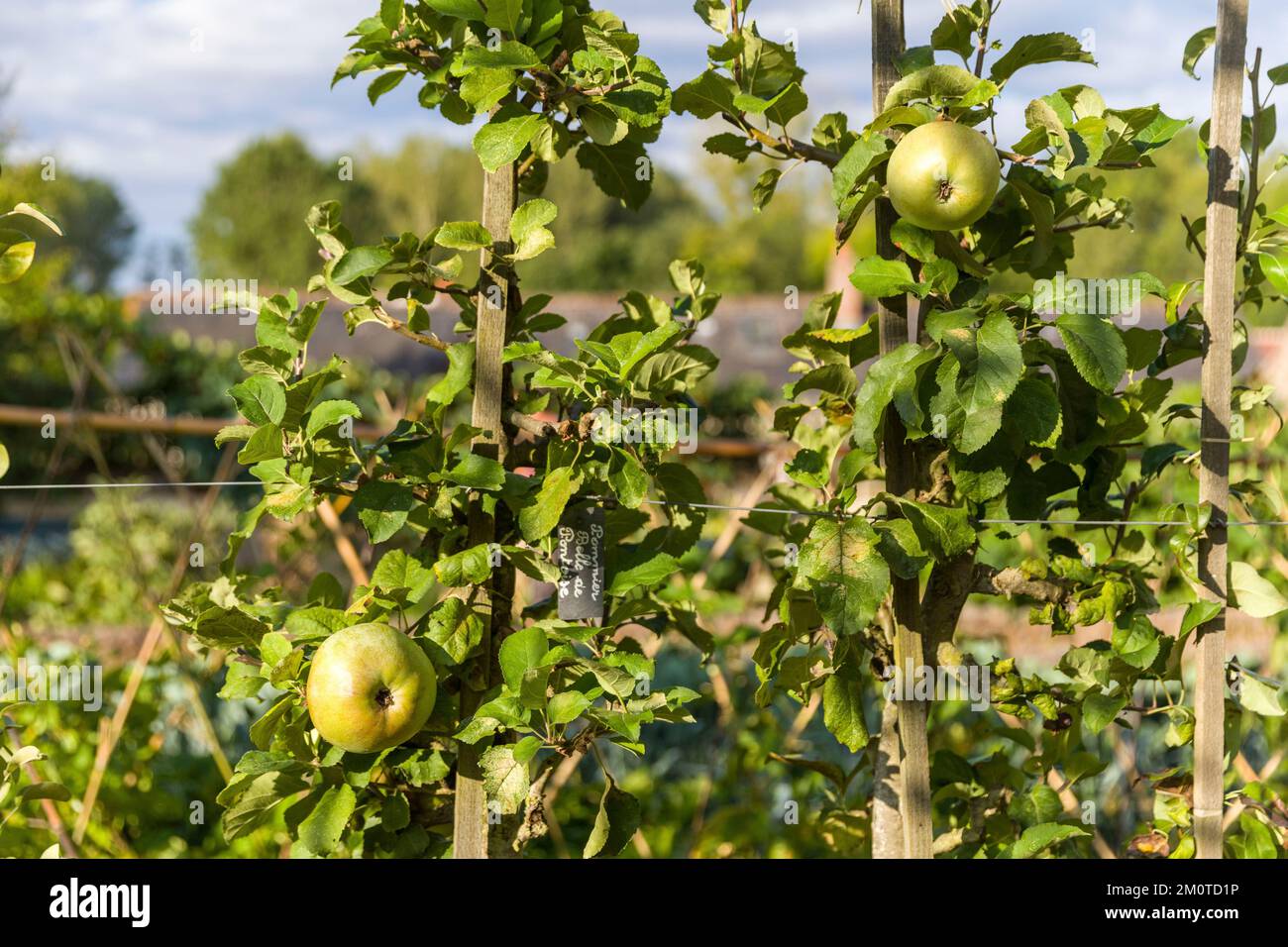 France, Indre et Loire, Ch?digny, village labeled remarkable garden ...