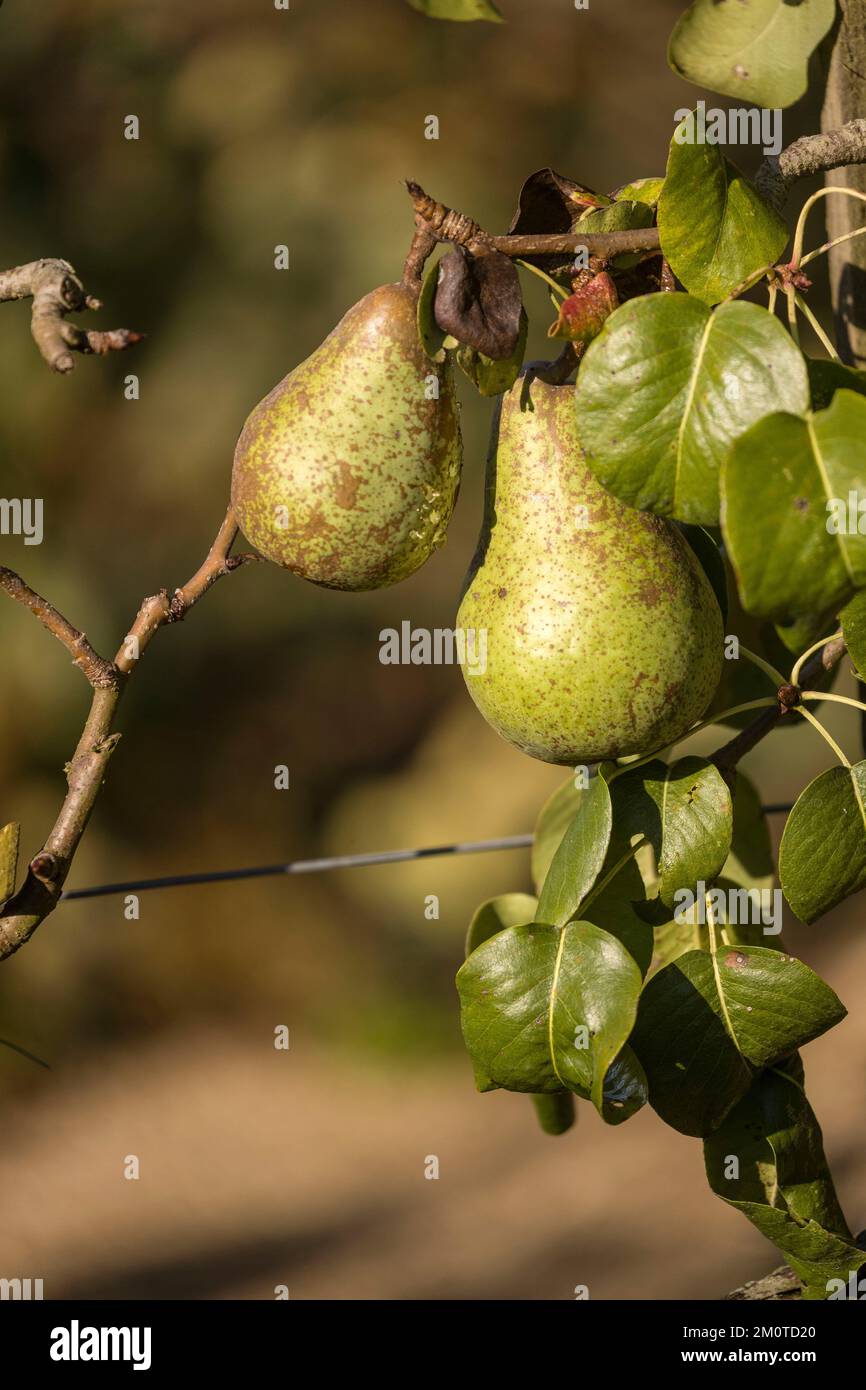 France, Indre et Loire, Ch?digny, village labeled remarkable garden ...