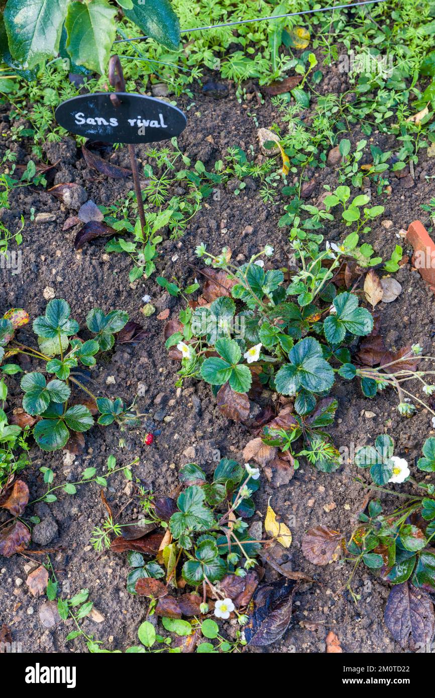 France, Indre et Loire, Ch?digny, village labeled remarkable garden ...