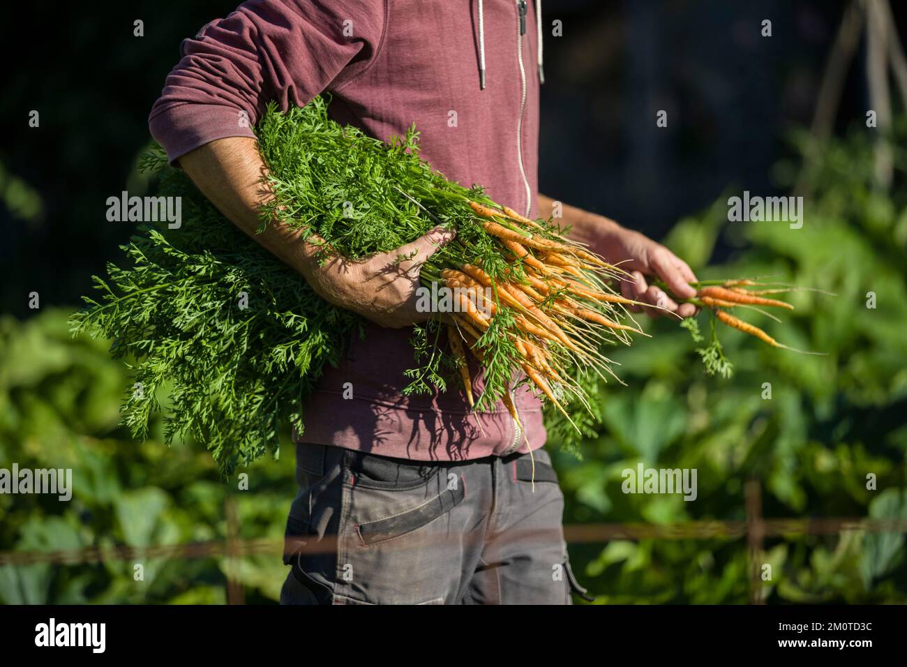 France, Indre et Loire, Ch?digny, village labeled remarkable garden ...