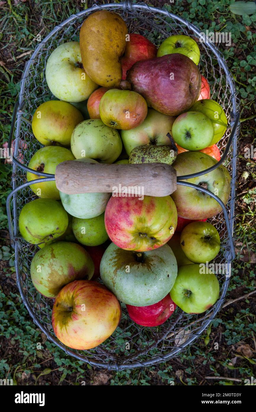 France, Indre et Loire, Ch?digny, village labeled remarkable garden ...