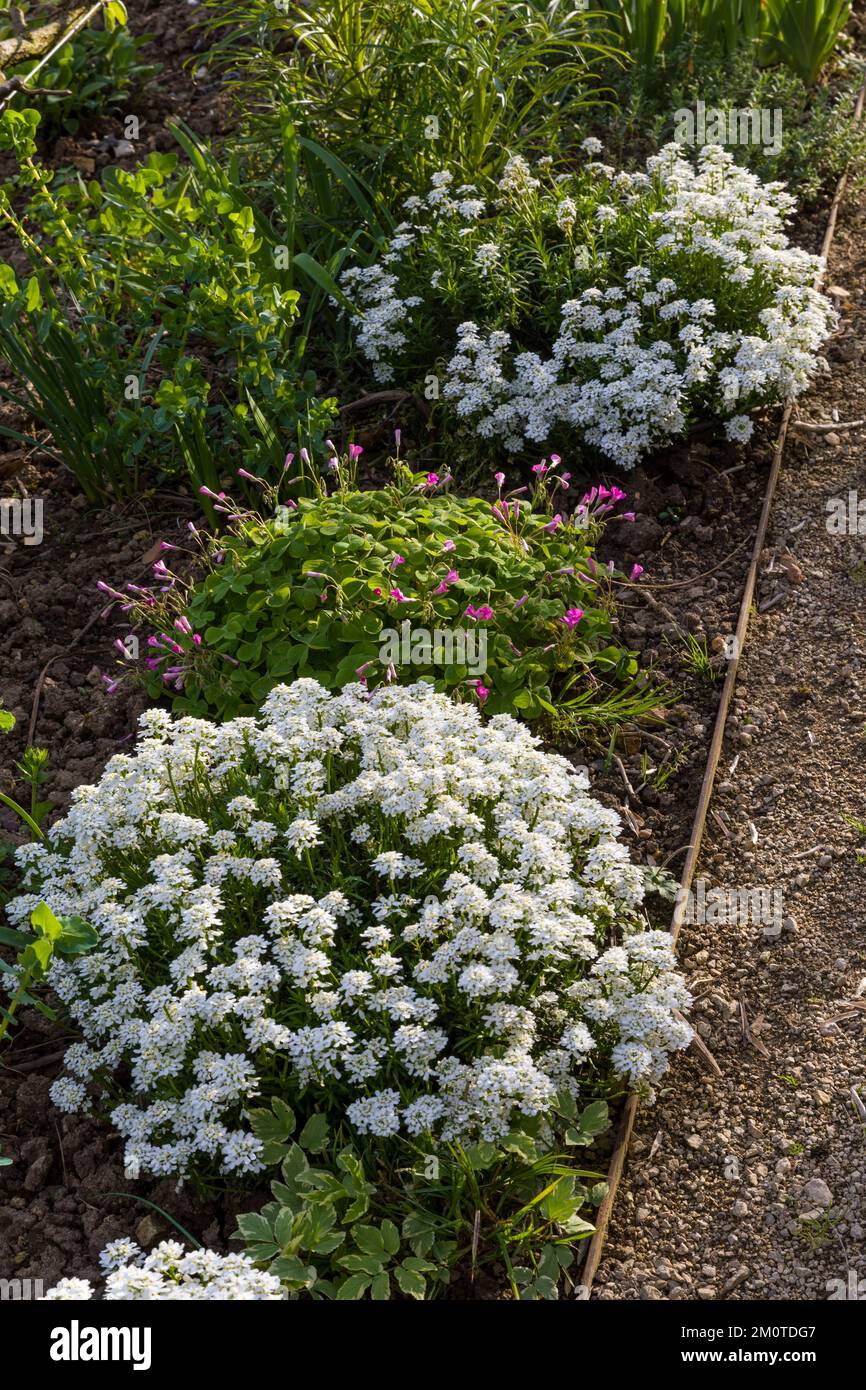France, Indre et Loire, Ch?digny, village labeled remarkable garden ...