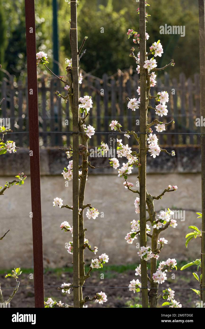 Heritage apple varieties hi-res stock photography and images - Alamy Heritage apple varieties hi-res stock photography and images - Alamy