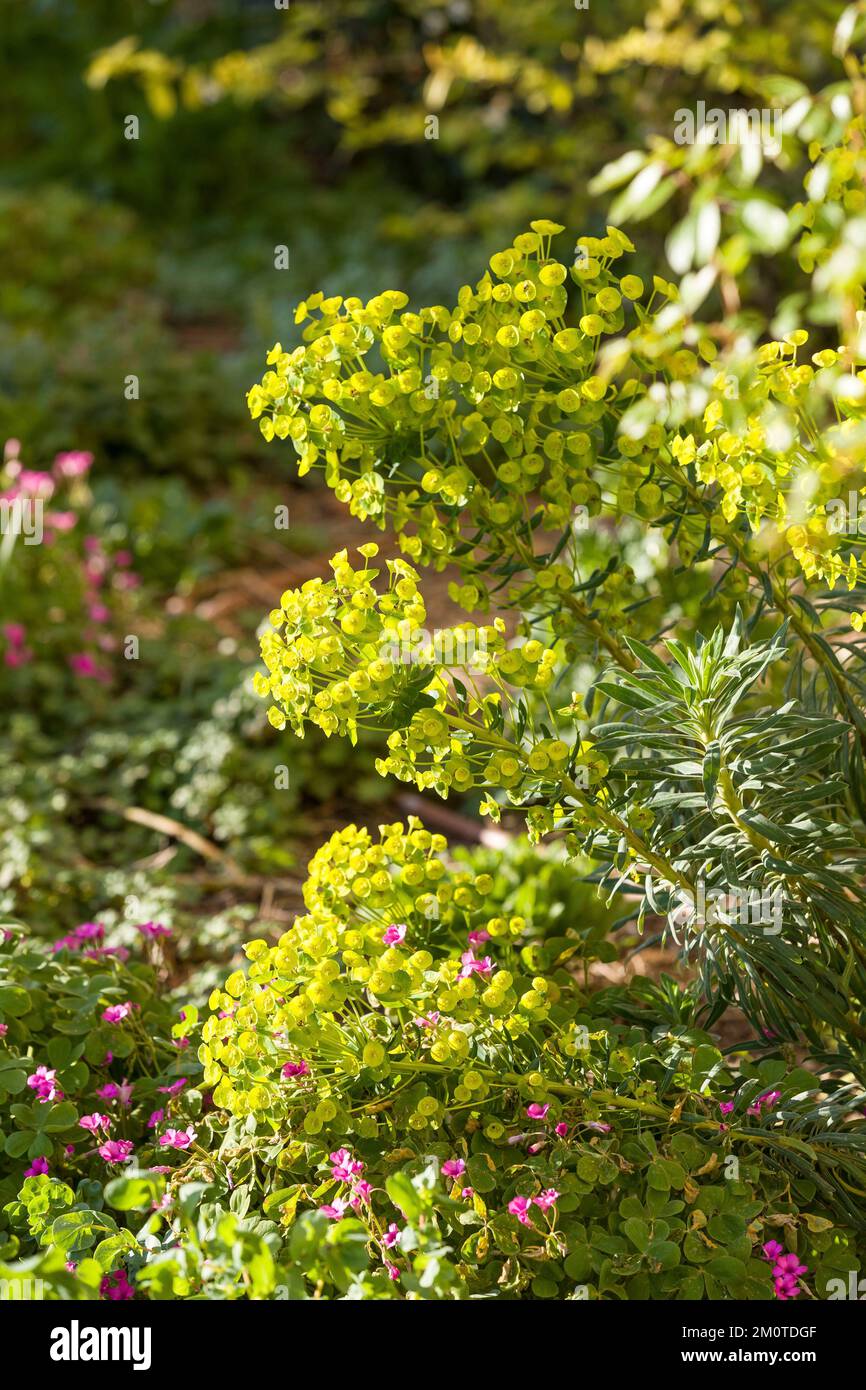 France, Indre et Loire, Ch?digny, village labeled remarkable garden ...