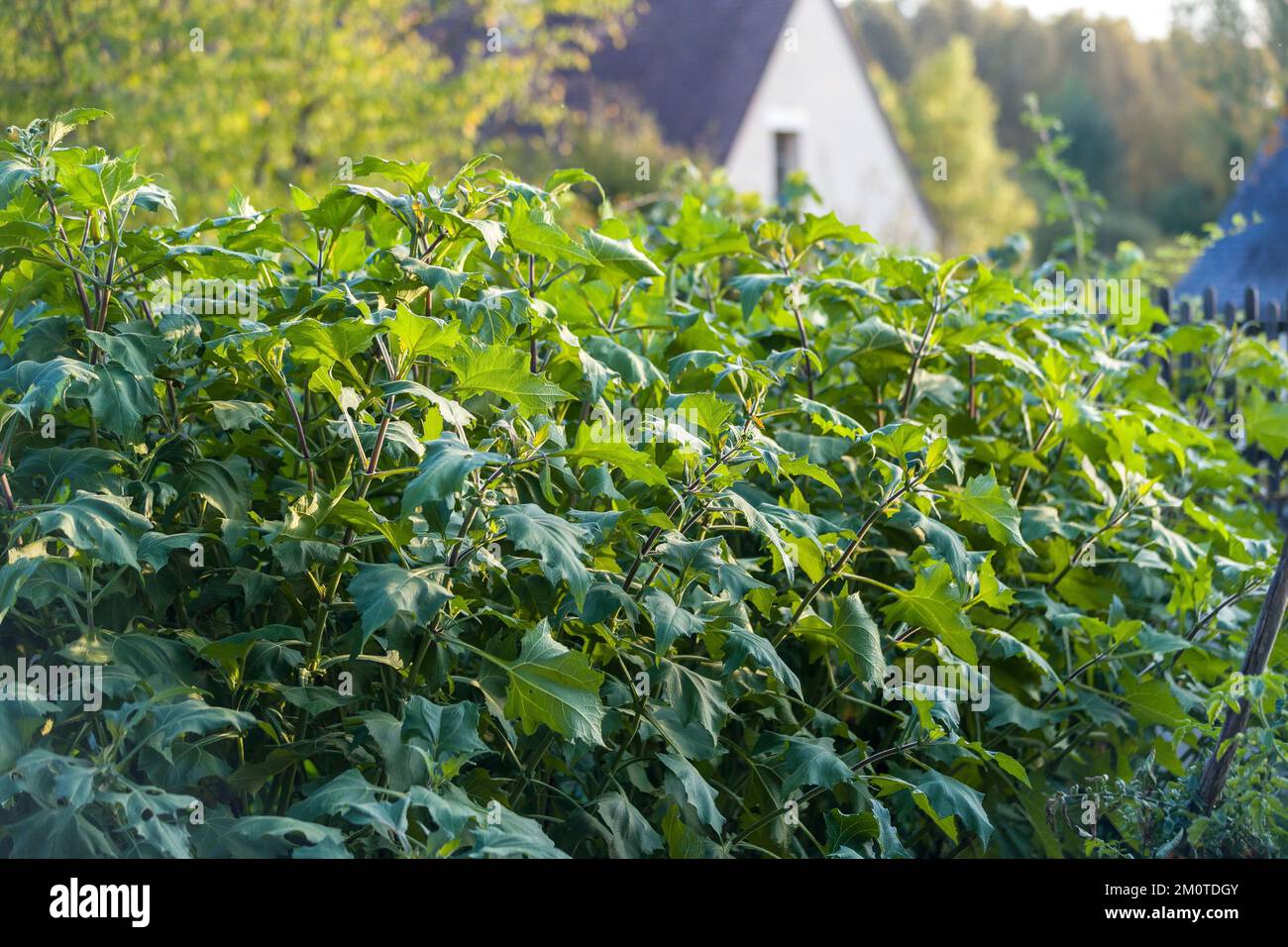 France, Indre et Loire, Ch?digny, village labeled remarkable garden ...