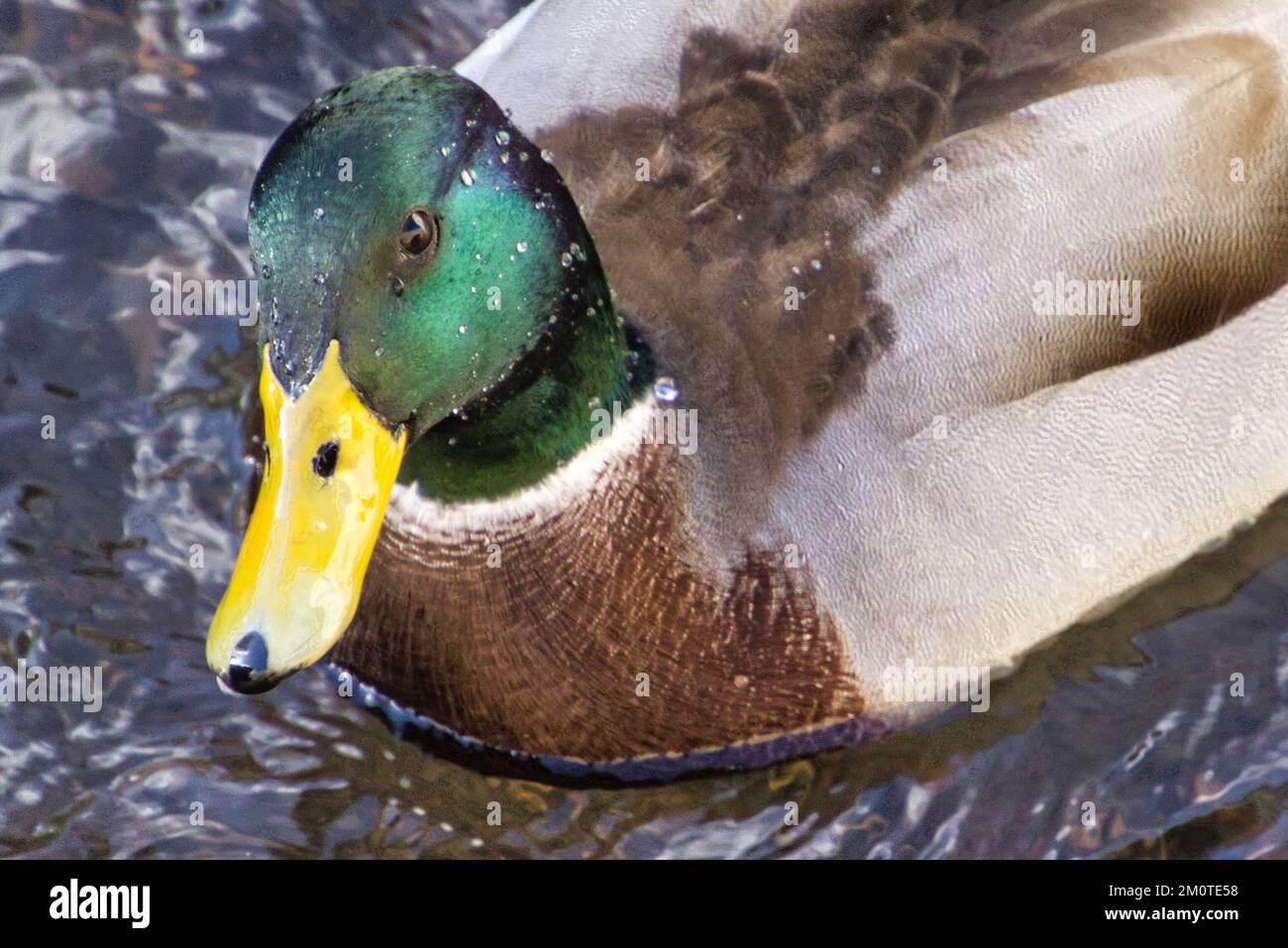 Duck Close-Up with water drops on Head Stock Photo - Alamy