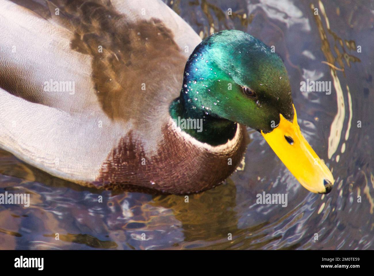 Duck Close Up with water drops Stock Photo - Alamy