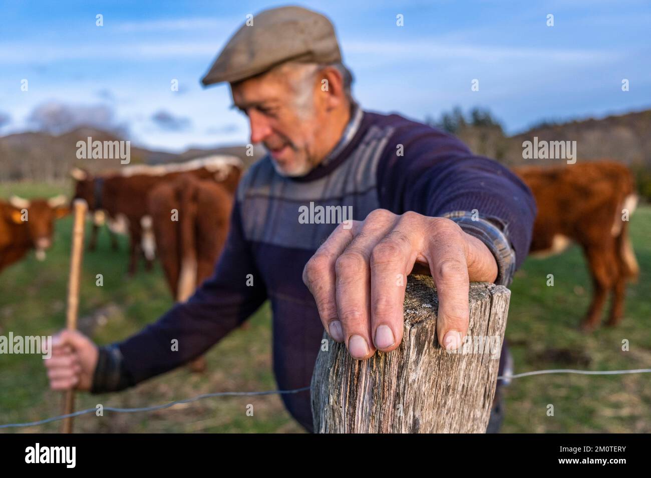 France, Puy de Dome, Chastreix, Le Mont, R?mi Fargeix breeder of Salers ...