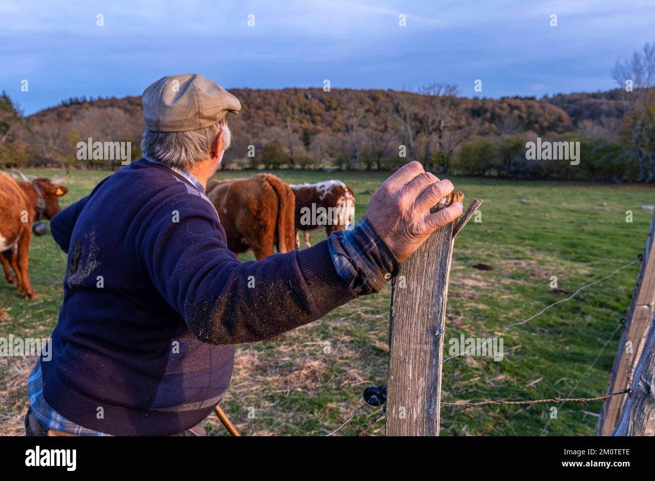 France, Puy de Dome, Chastreix, Le Mont, R?mi Fargeix breeder of Salers ...