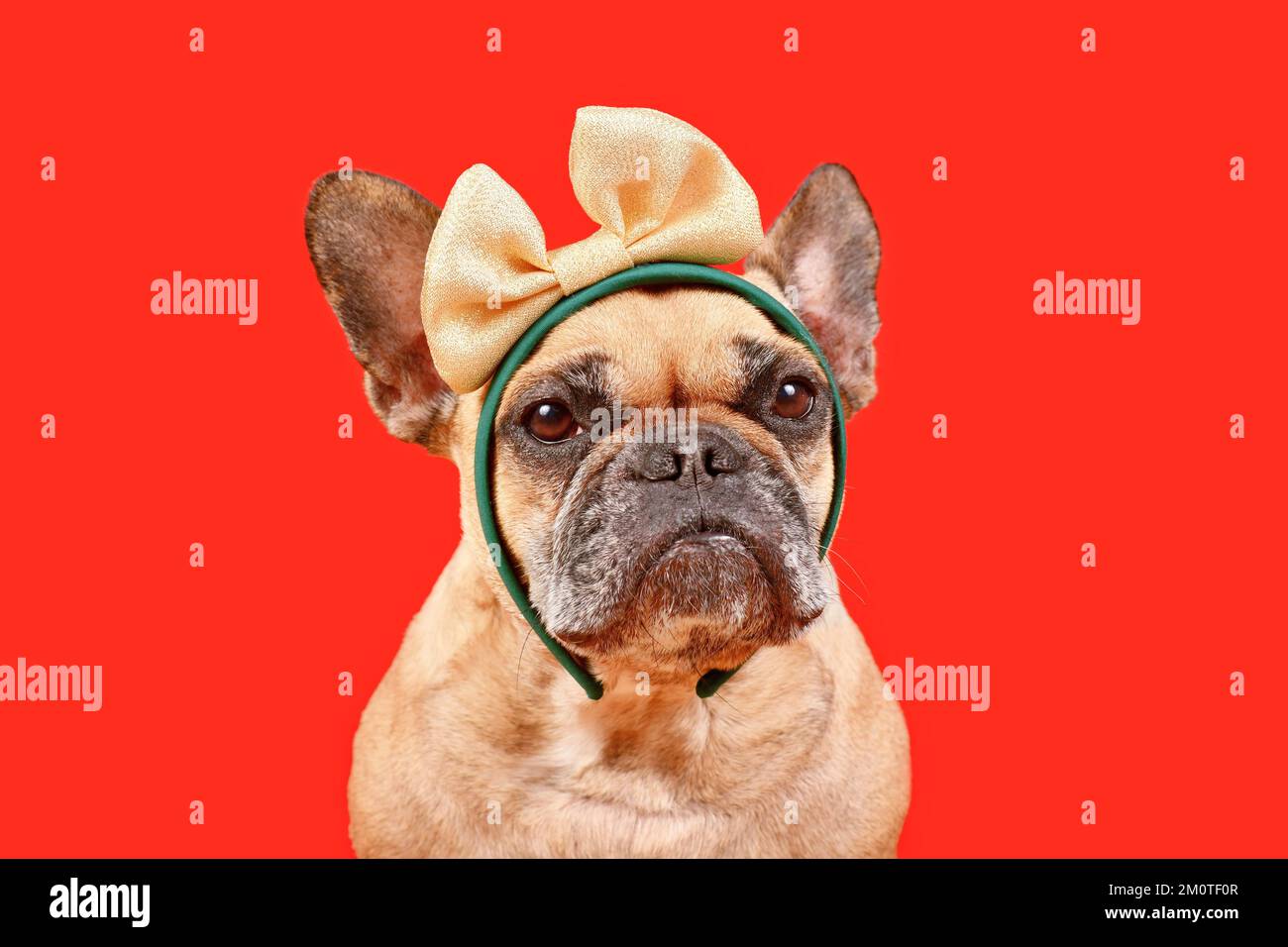 French Bulldog dog with elegant golden ribbon on head in front of red ...
