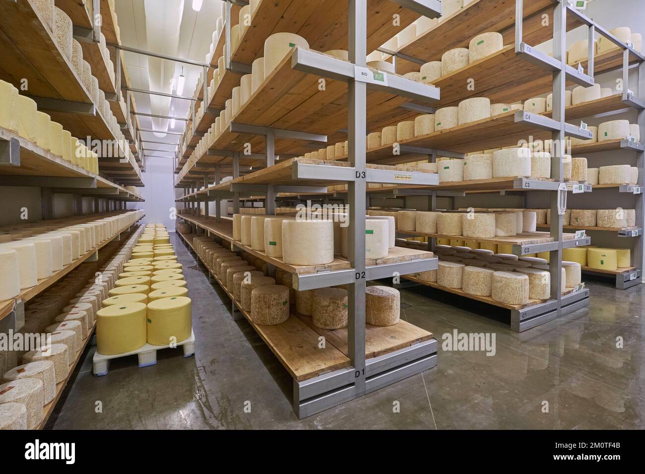 France, Cantal, Faverolles Pierrefort, Monts du Cantal cheese factory ...
