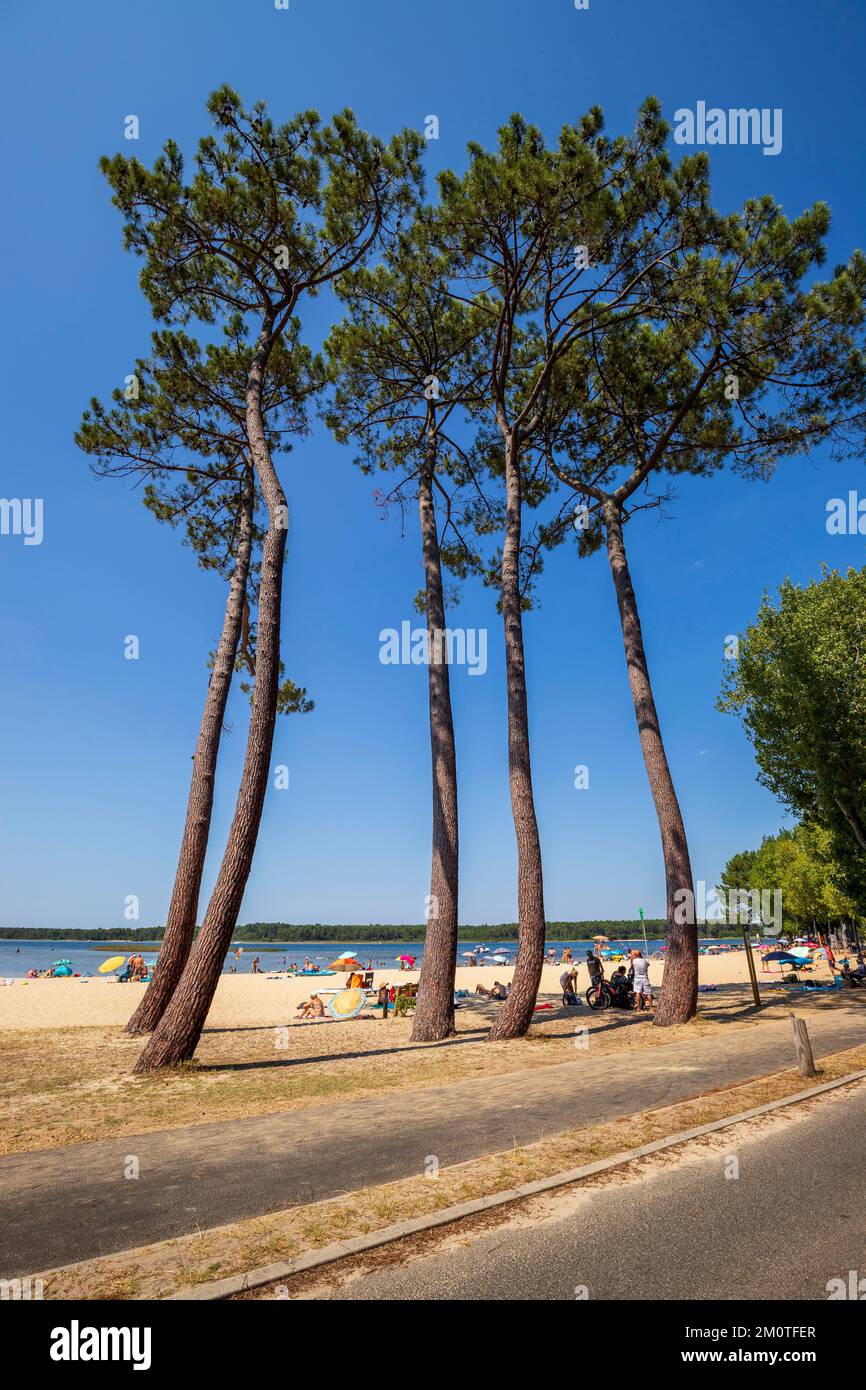 France, Landes, Sanguinet, sandy beach of Etang de Cazaux and Sanguinet ...