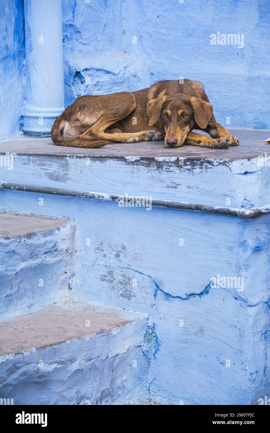 India, Rajasthan, Jodhpur, dog in a street in the blue city Stock Photo ...