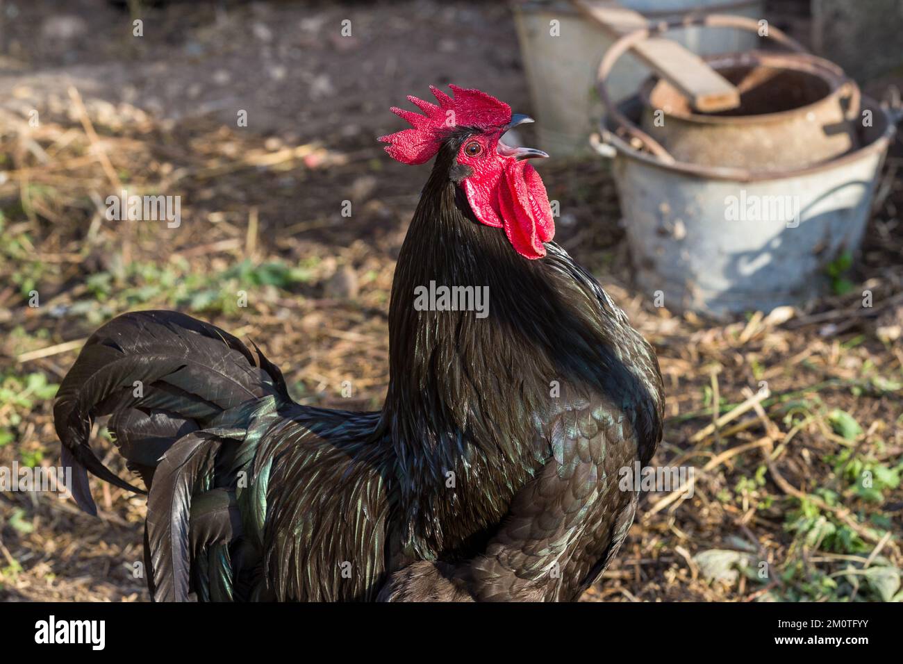 France, Indre et Loire, Ch?digny, village labeled remarkable garden ...