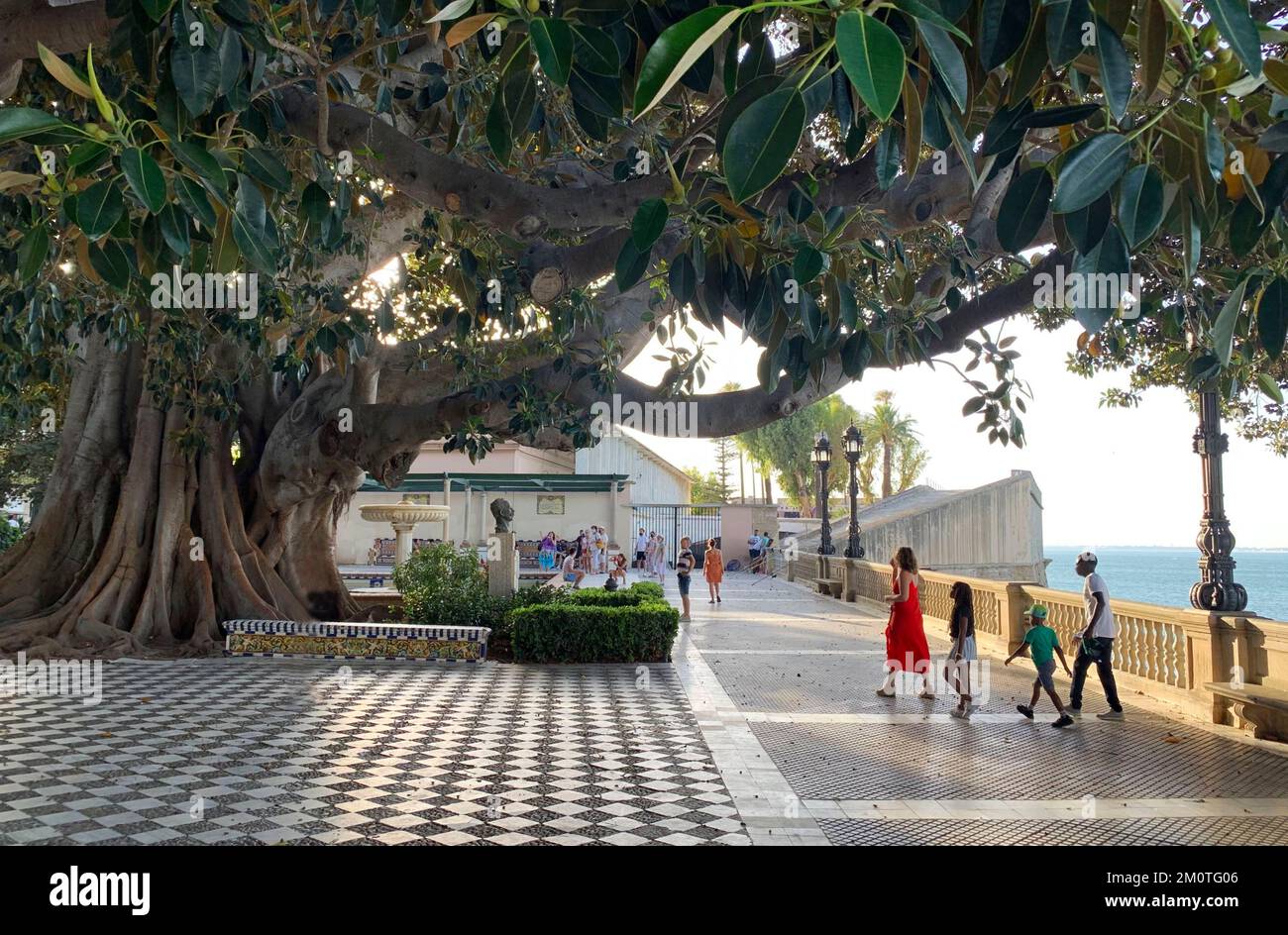 Spain, Andalusia, Cadiz, Alameda Apodaca, family at the foot of a giant ...