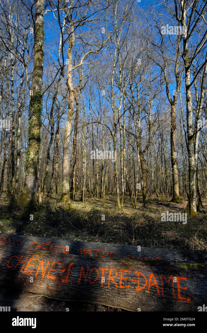 France, Haute Saone, Moffans et Vacheresse, forest, oak logs (Quercus ...