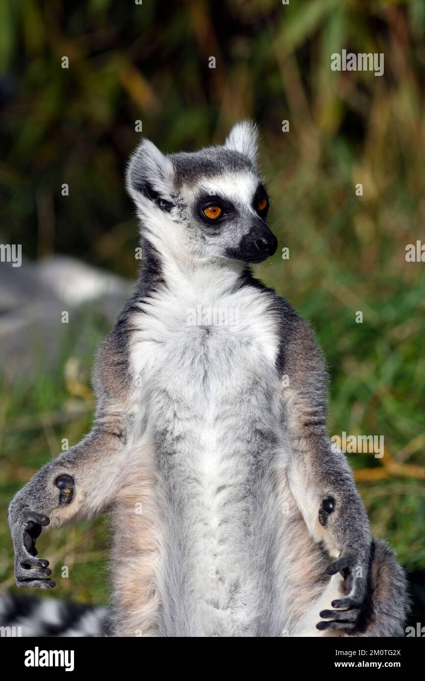 France, Moselle, Rhodes, animal park of Sainte Croix, Ring-tailed lemur ...