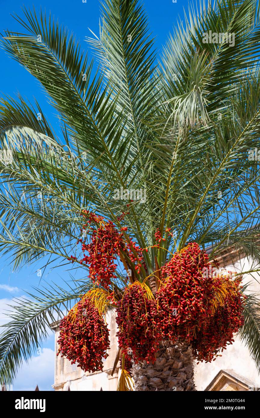 Italy, Sicily, Cefalu, UNESCO World Heritage, palm tree Stock Photo - Alamy