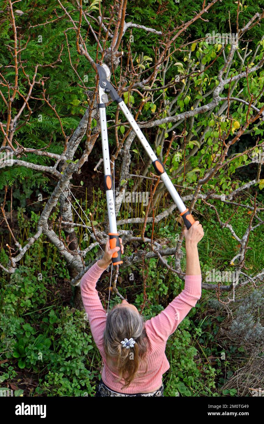 France, Territoire de Belfort, Belfort, orchard, pruning a pear tree ...