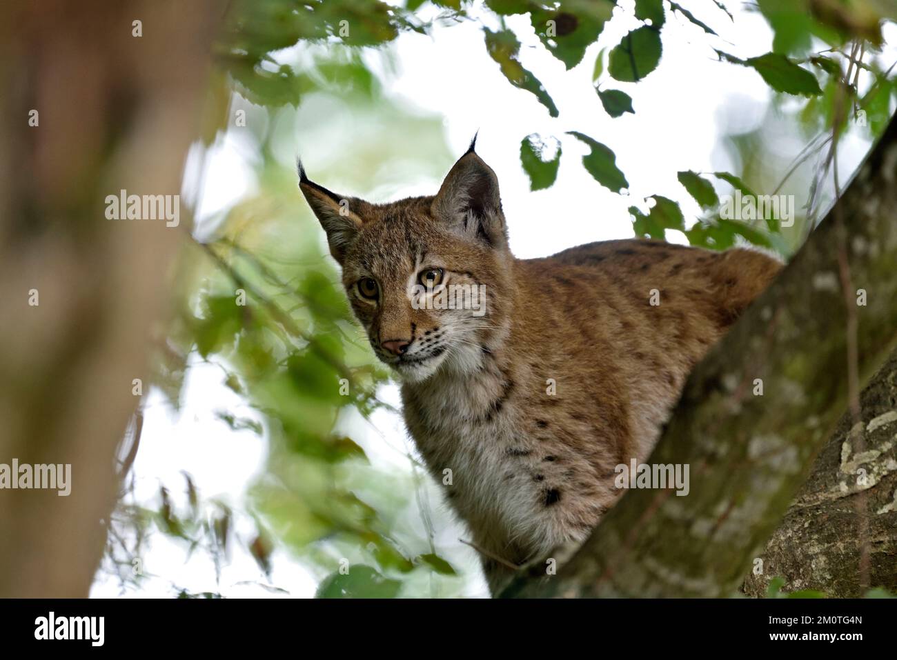 France, Moselle, Rhodes, Sainte Croix wildlife park, Lynx lynx, 5 month ...