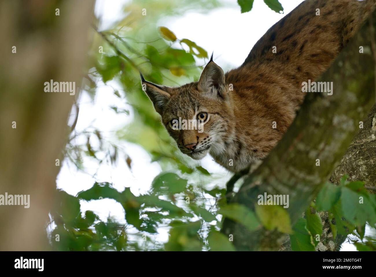 France, Moselle, Rhodes, Sainte Croix wildlife park, Lynx lynx, 5 month ...