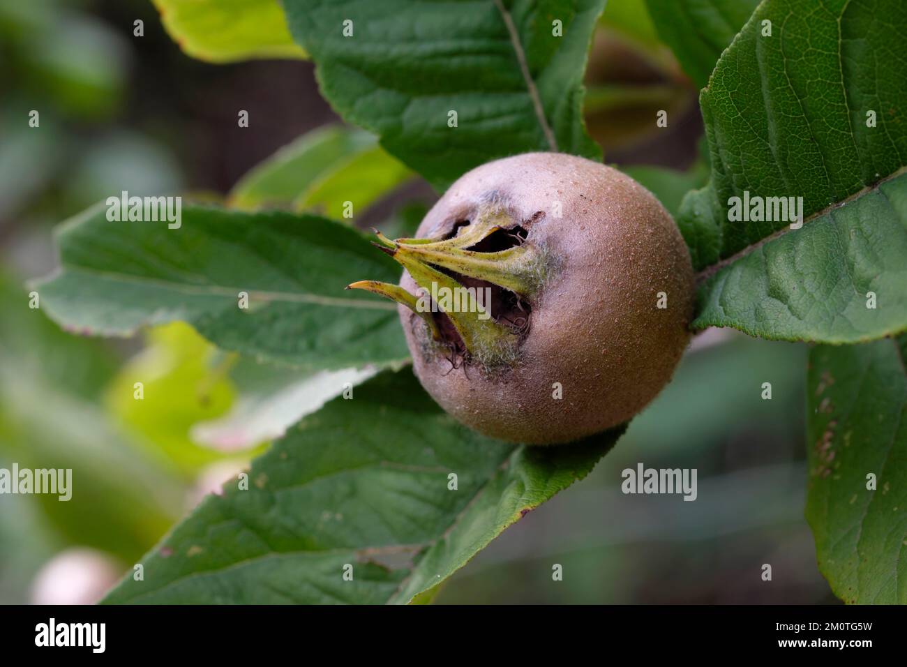 France, Haute Saone, Plancher Bas, orchard, Medlar (Mespilus germanica ...