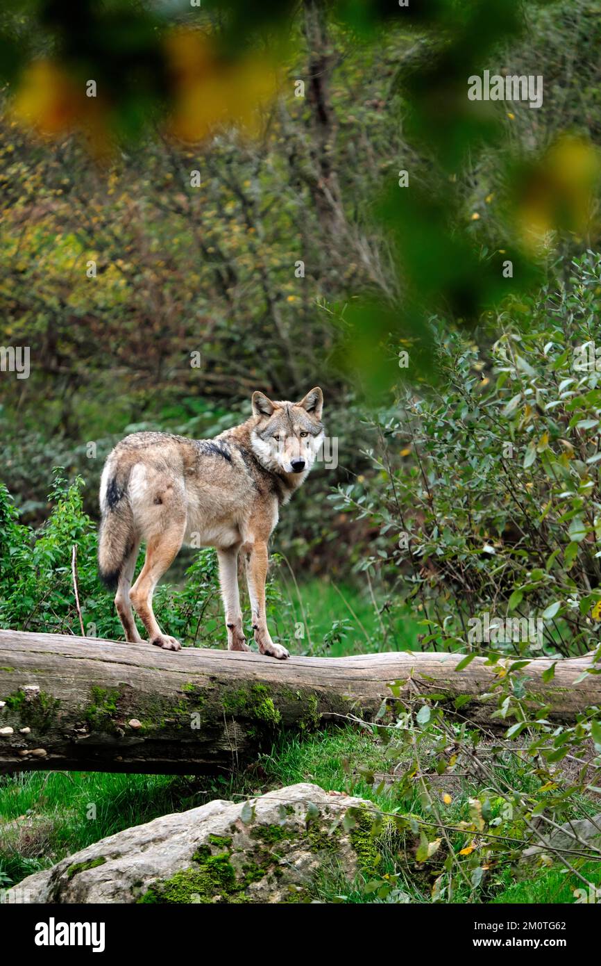 France, Moselle, Rhodes, animal park of Sainte Croix, Gray Wolf (Canis ...